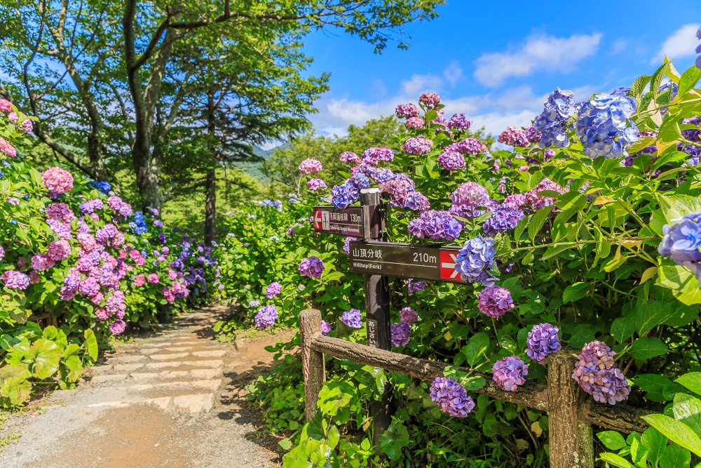 初夏紫陽花祭.鐮倉.伊豆.箱根溫泉饗宴5日 | 五福旅遊Lifetour